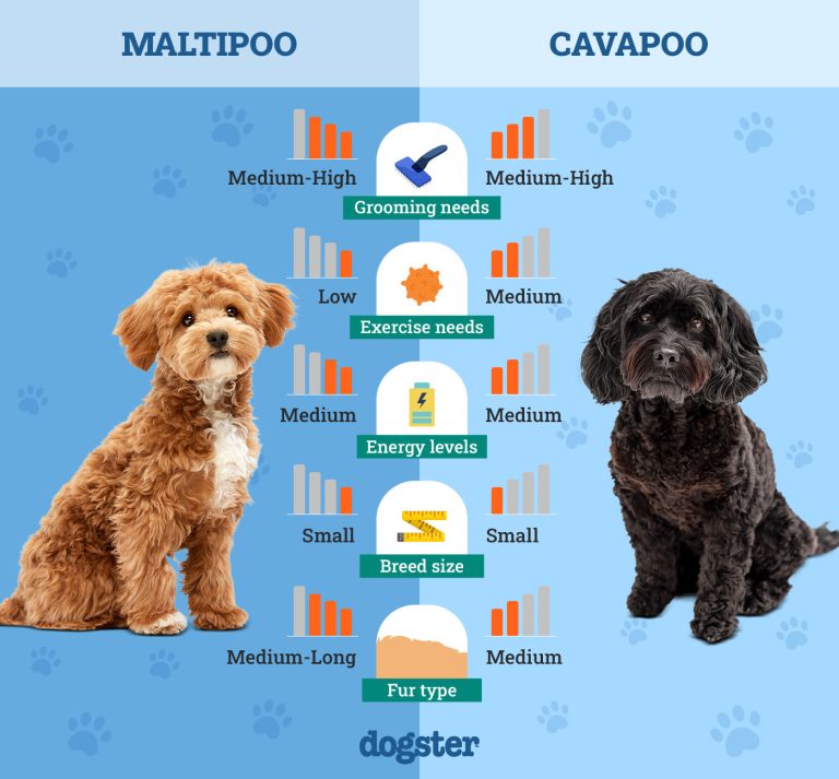 Maltipoo vs. Cavapoo: What’s the Difference? (With Pictures) – Dogster