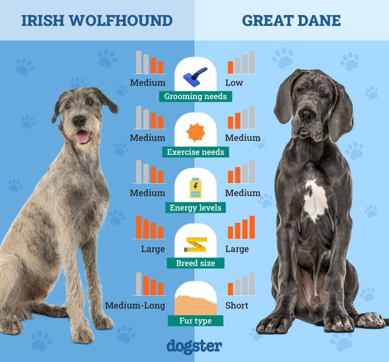 Irish Wolfhound vs Great Dane: Key Differences (With Pictures) – Dogster