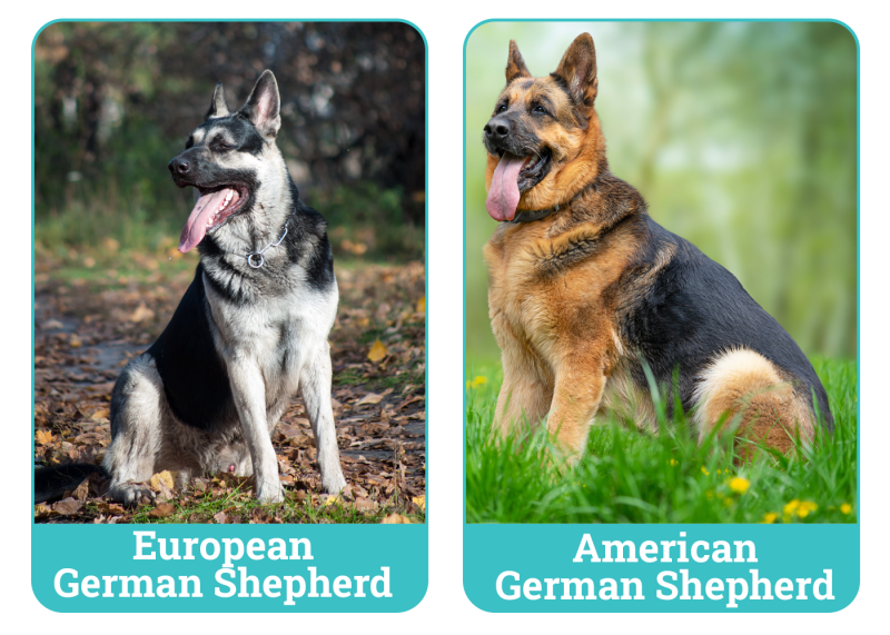 European vs American German Shepherd: The Key Differences (with ...
