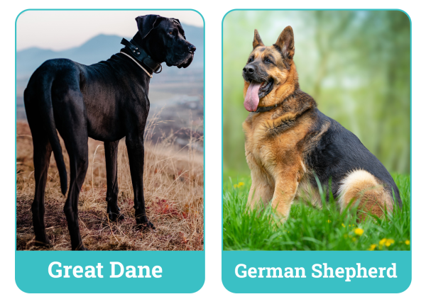 Great Dane vs German Shepherd: Notable Differences (With Pictures ...