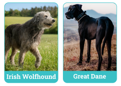 Irish Wolfhound vs Great Dane: Key Differences (With Pictures) – Dogster