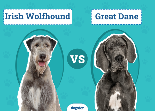Irish Wolfhound vs Great Dane: Key Differences (With Pictures) – Dogster