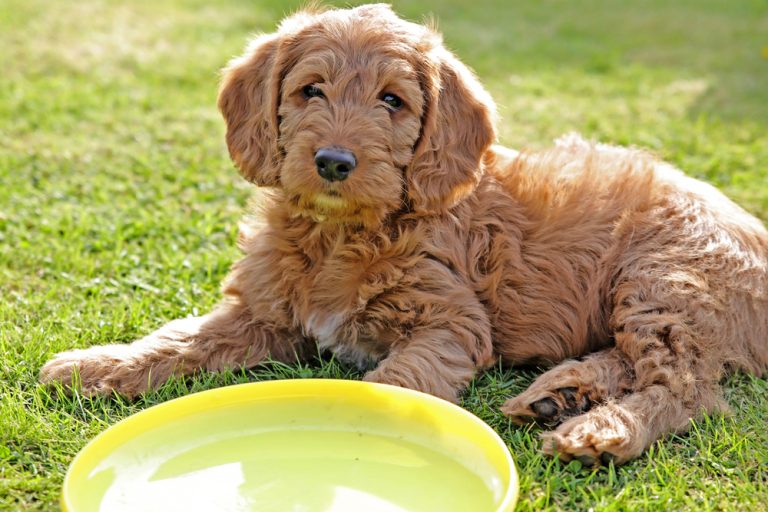 How Much Do Labradoodles Cost? 2025 Price Guide – Dogster
