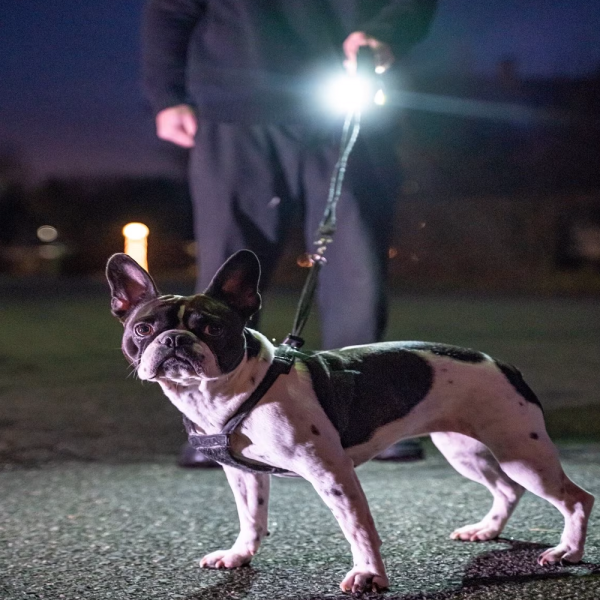 9 Best LED & Light-Up Dog Collars in 2025 – Reviews & Top Picks – Dogster