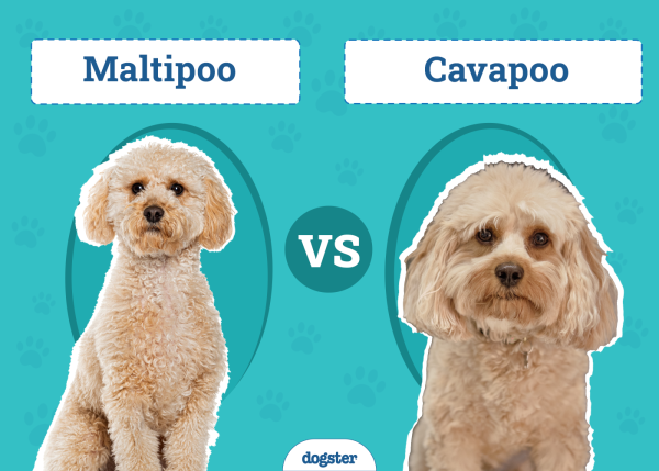 Maltipoo vs. Cavapoo: What’s the Difference? (With Pictures) – Dogster