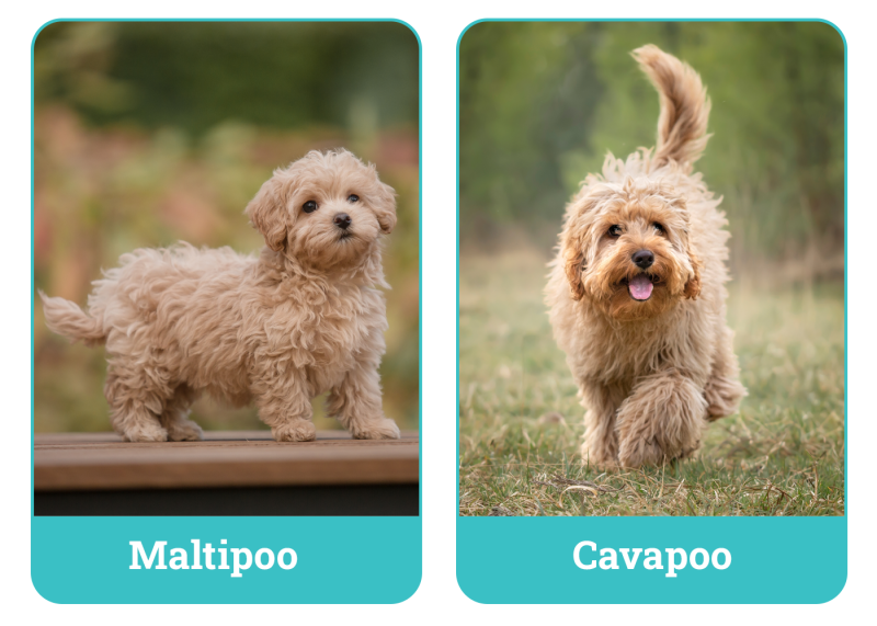 Maltipoo vs. Cavapoo: What’s the Difference? (With Pictures) – Dogster
