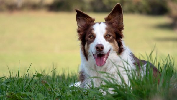 10 Common Health Problems in Border Collies You Should Know – Dogster