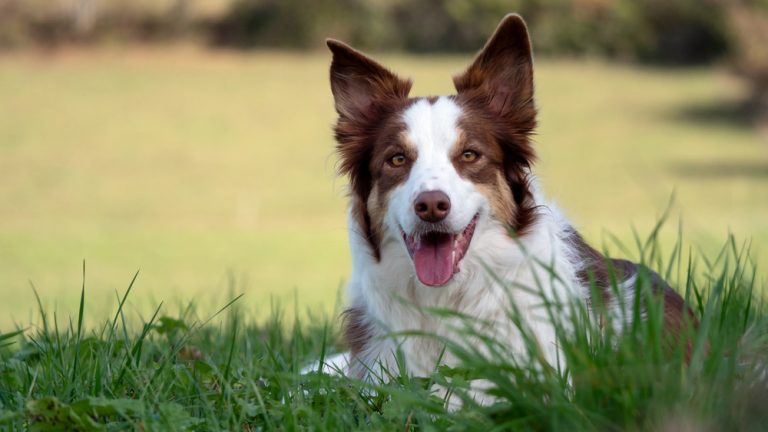 10 Common Health Problems in Border Collies You Should Know – Dogster