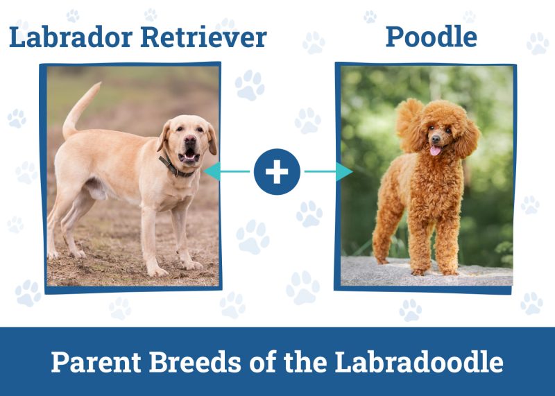 Labradoodle Dog Breed: Info, Pictures, Care Guide & More – Dogster