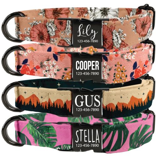 7 Best Collars for French Bulldogs in 2026: Reviews & Top Picks – Dogster