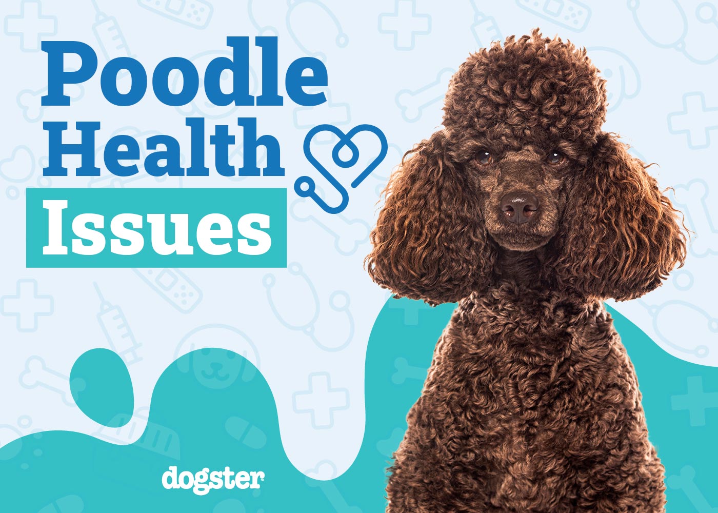 7 Poodle Health Issues: Vet-Approved Signs & Treatment – Dogster