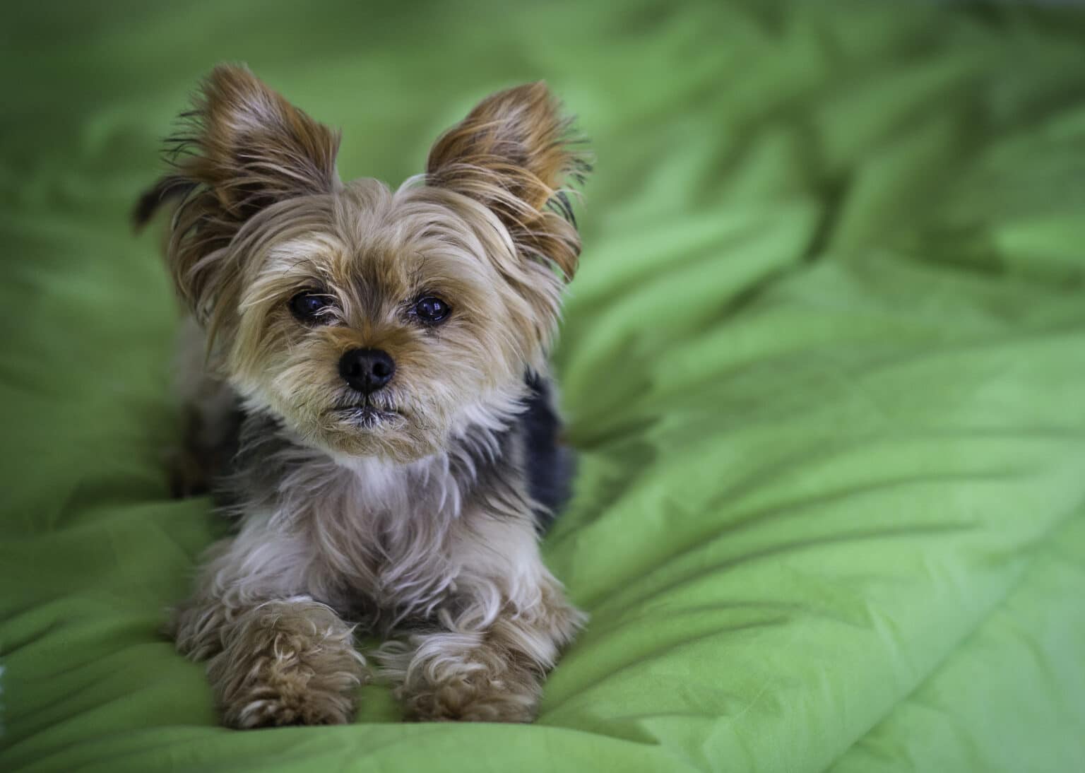 Yorkshire Terrier Dog Breed: Info, Pictures, Care & Traits – Dogster