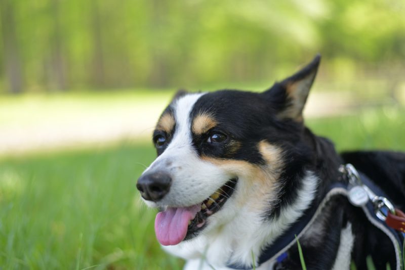 10 Beautiful Corgi Colors & Patterns (With Pictures) – Dogster