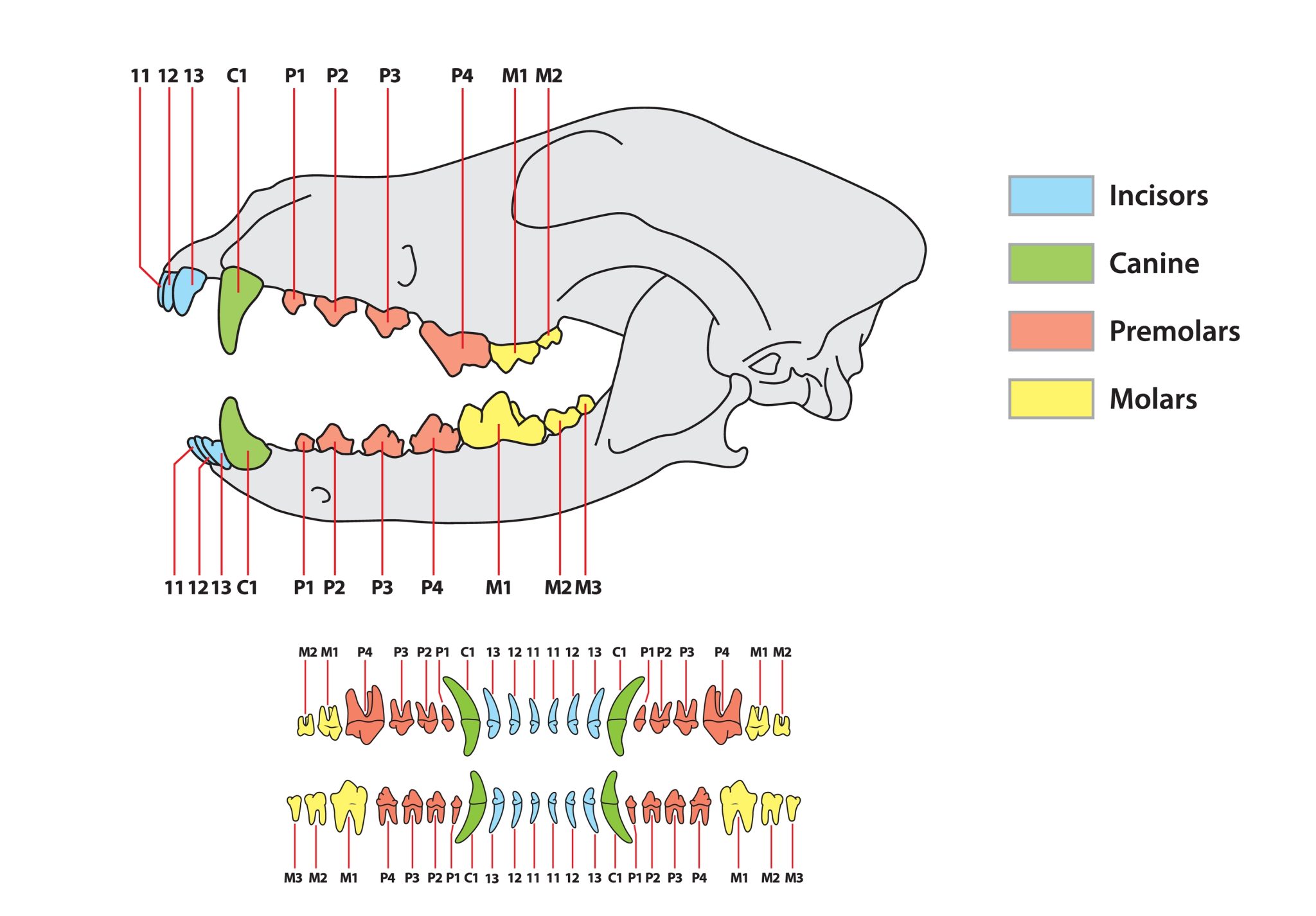 Are Dogs Carnivores or Omnivores? What Research Suggests – Dogster