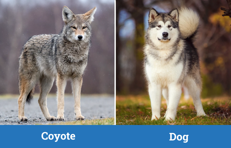 Coyote vs Dog: Canine Comparison & Differences (Vet-Verified Info With ...
