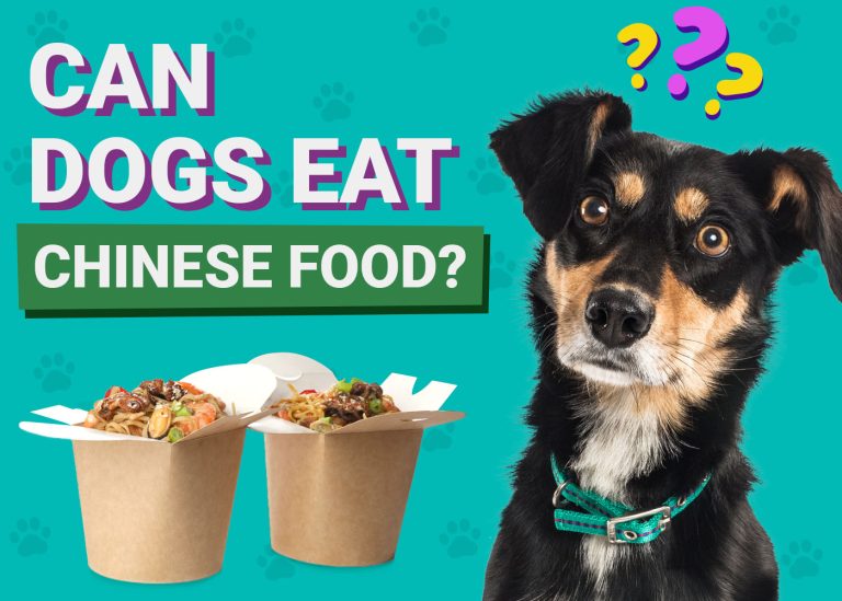 Can Dogs Eat Chinese Food? Vet-Reviewed Facts & FAQ – Dogster