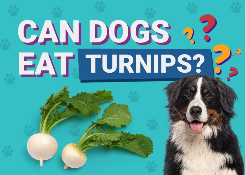 Can Dogs Eat Turnips? Vet-Reviewed Facts & Safety Guide – Dogster