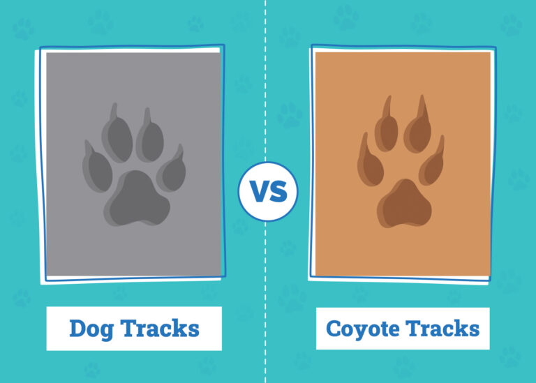 How to Tell Dog and Coyote Tracks Apart — 4 Tips & Tricks – Dogster