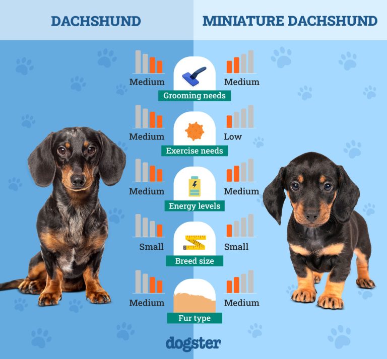 Dachshund vs Miniature Dachshund: The Differences (With Pictures) – Dogster