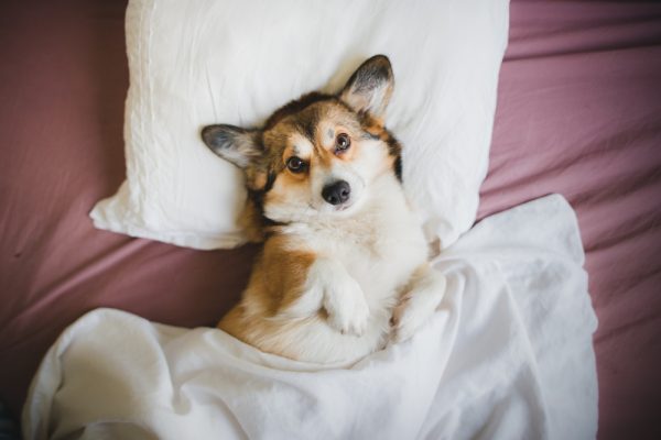 10 Beautiful Corgi Colors & Patterns (With Pictures) – Dogster