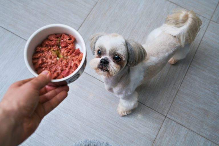 Why Is My Dog Not Eating? 9 Vet-Verified Reasons & What to Do – Dogster