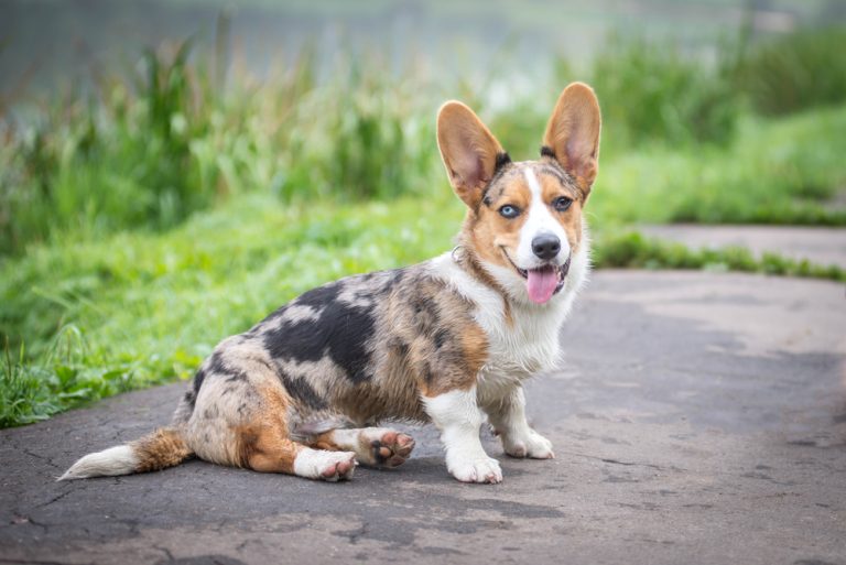 American Corgi (Pembroke & Cardigan Corgi Mix): Info, Pictures, Care ...