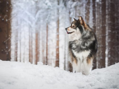 15 Snow Dog Breeds That Love Wintery Weather: Info, Pictures & Facts ...