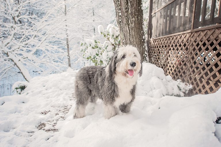15 Snow Dog Breeds That Love Wintery Weather: Info, Pictures & Facts ...