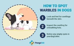 What is Cuterebra (Warbles) in Dogs? Causes & Signs Explained – Dogster