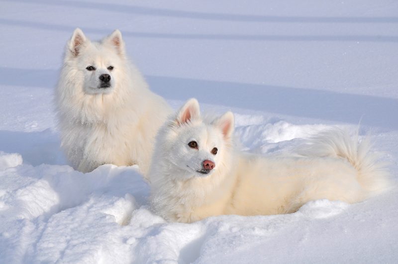 15 Snow Dog Breeds That Love Wintery Weather: Info, Pictures & Facts ...