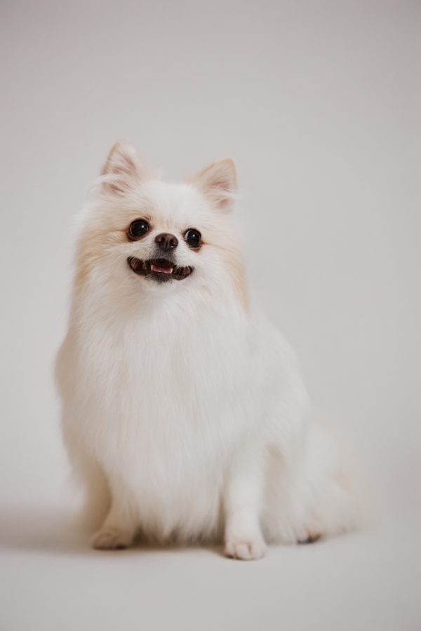 25 Awesome Pomeranian Haircuts to Try Today (With Pictures) – Dogster