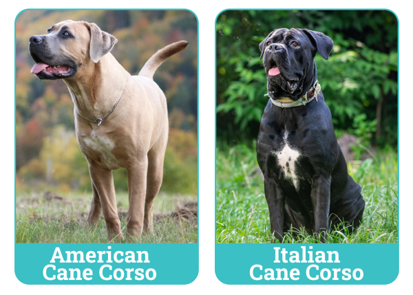 American Cane Corso vs Italian Cane Corso: How Are They Different ...