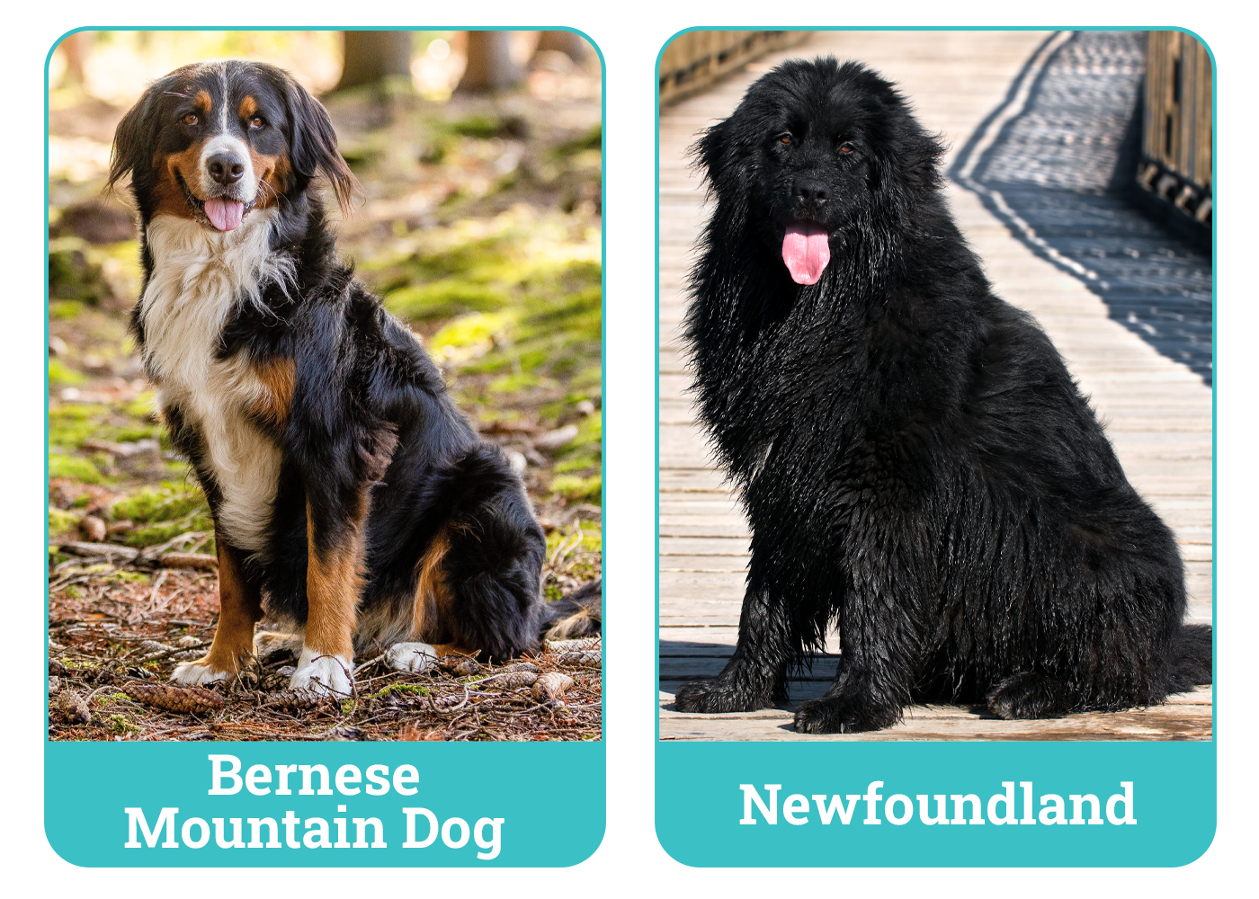 Bernese Mountain Dog vs Newfoundland - Which Should I Choose? – Dogster Bernese Mountain Dog vs Newfoundland - Which Should I Choose? – Dogster