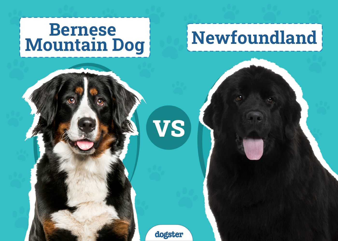 Bernese Mountain Dog vs Newfoundland - Which Should I Choose? – Dogster Bernese Mountain Dog vs Newfoundland - Which Should I Choose? – Dogster