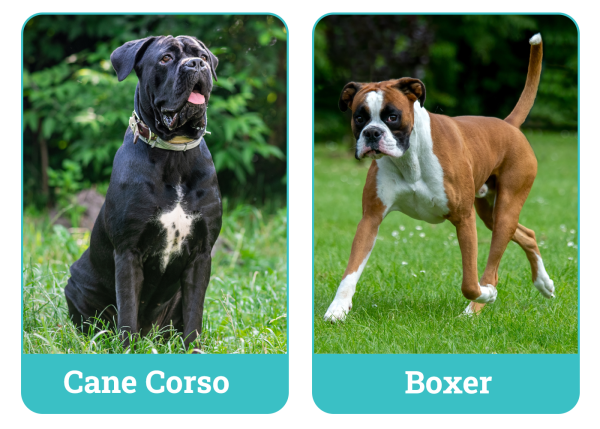 Cane Corso vs. Boxer: Key Differences (With Info & Pictures) – Dogster