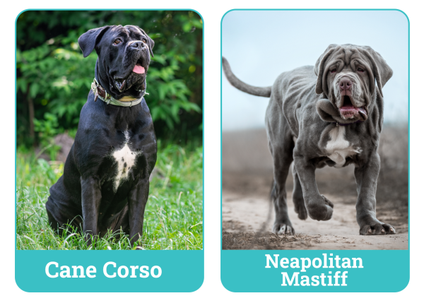 Cane Corso vs. Neapolitan Mastiff: Vet-Reviewed Differences Explained ...