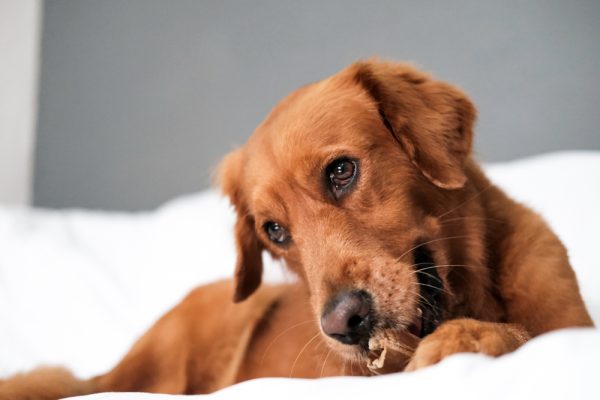 Can Dogs Eat Oatmeal Cookies? Vet-Verified Nutrition Facts & Info – Dogster