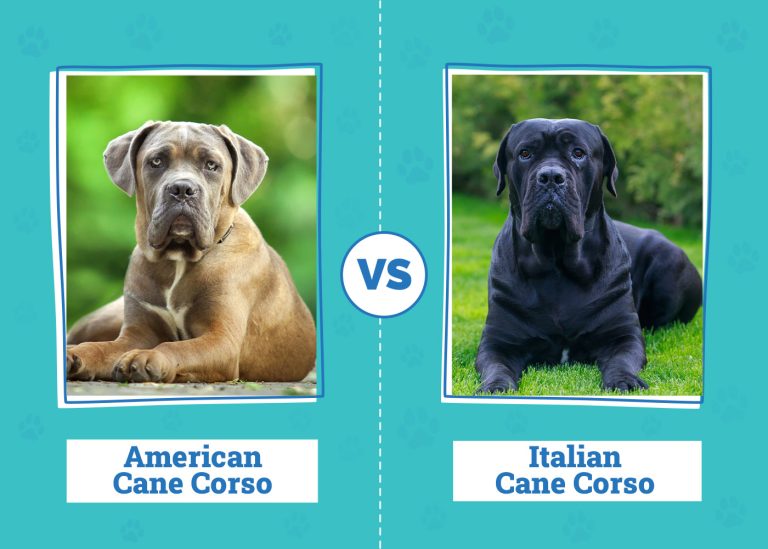 American Cane Corso vs Italian Cane Corso: How Are They Different ...