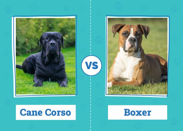 Cane Corso vs. Boxer: Differences Explained (With Pictures) – Dogster