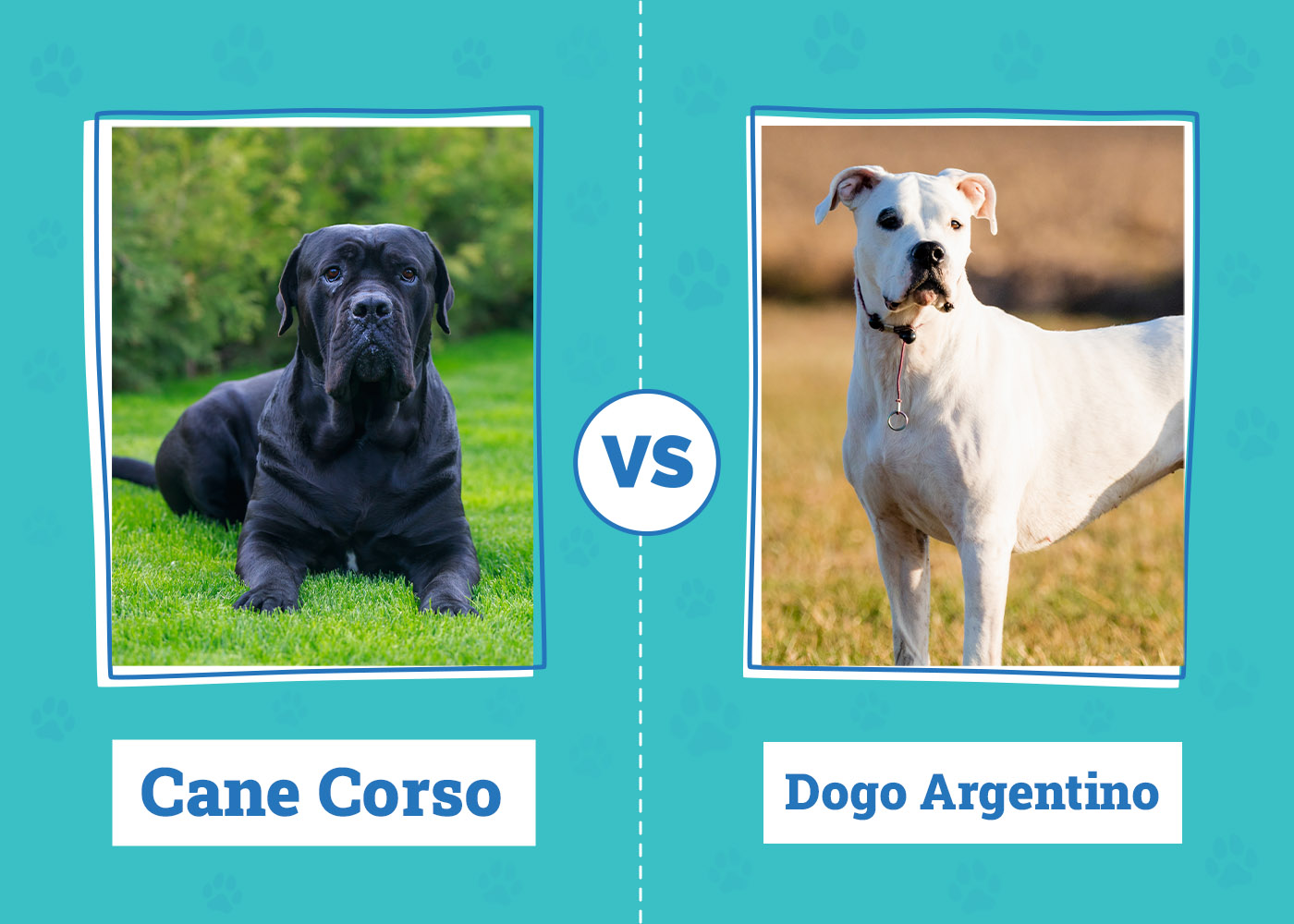 Cane Corso vs Dogo Argentino: Differences Explained (With Pictures ...