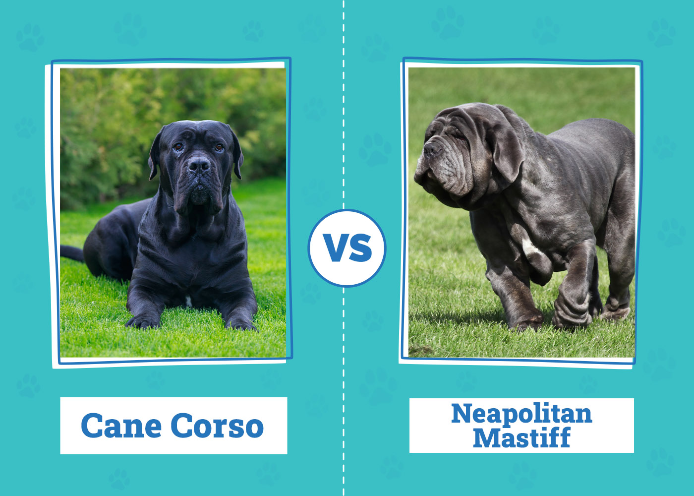 Cane Corso vs. Neapolitan Mastiff: Vet-Reviewed Differences Explained ...