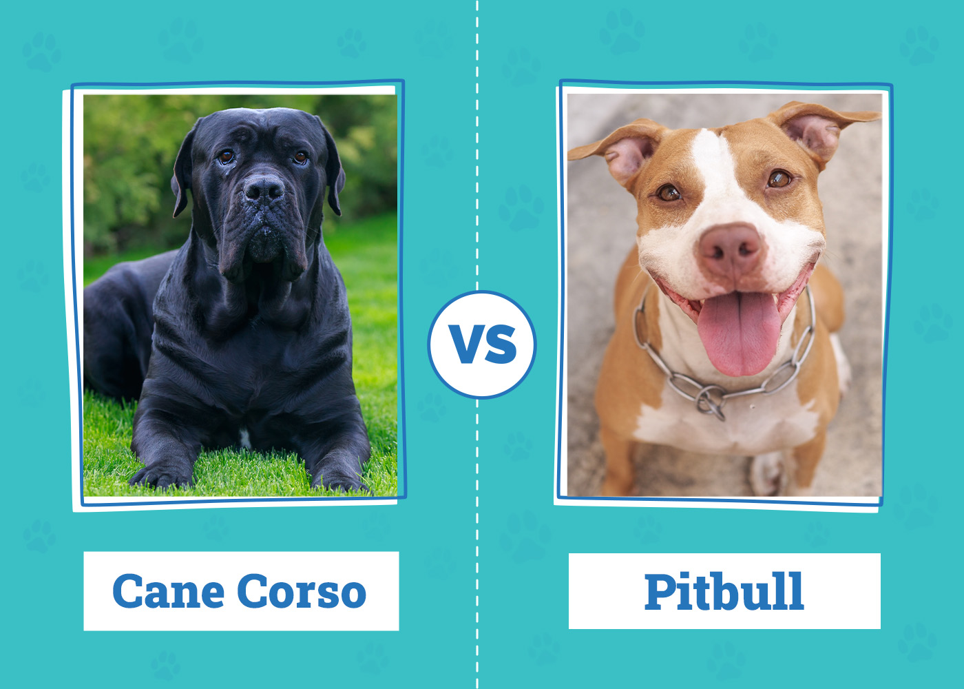Cane Corso vs Pitbull: Differences Explained (With Pictures) – Dogster