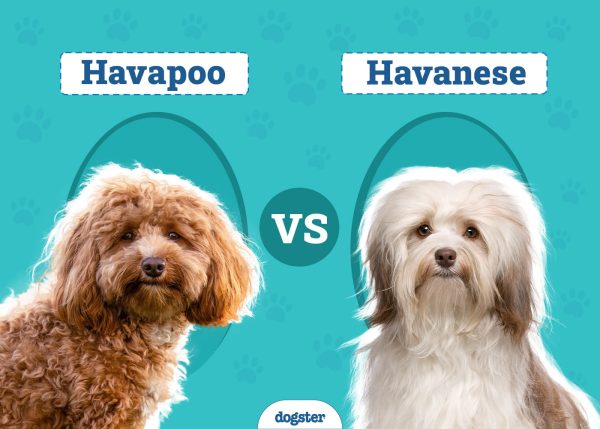 Havapoo vs Havanese: Which One Is Right for Me? (With Pictures) – Dogster