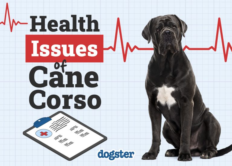 Cane Corso Health Issues to Watch For: 7 Common Vet-Reviewed Concerns ...