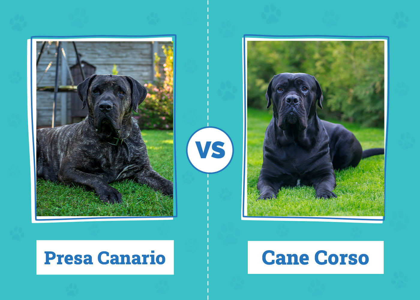 Presa Canario vs. Cane Corso: The Main Differences (With Pictures ...