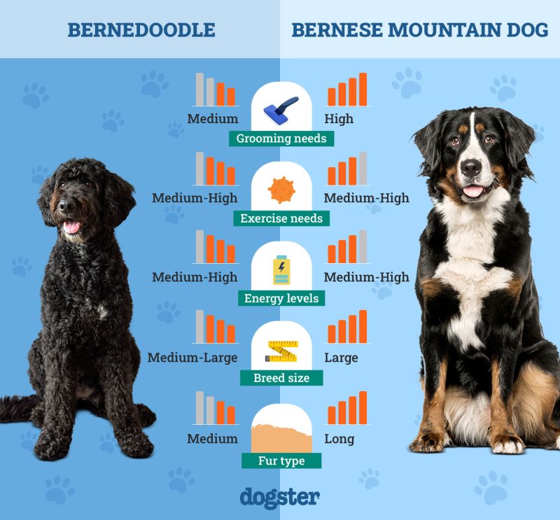 Bernedoodle vs Bernese Mountain Dog: Main Differences (With Pictures ...
