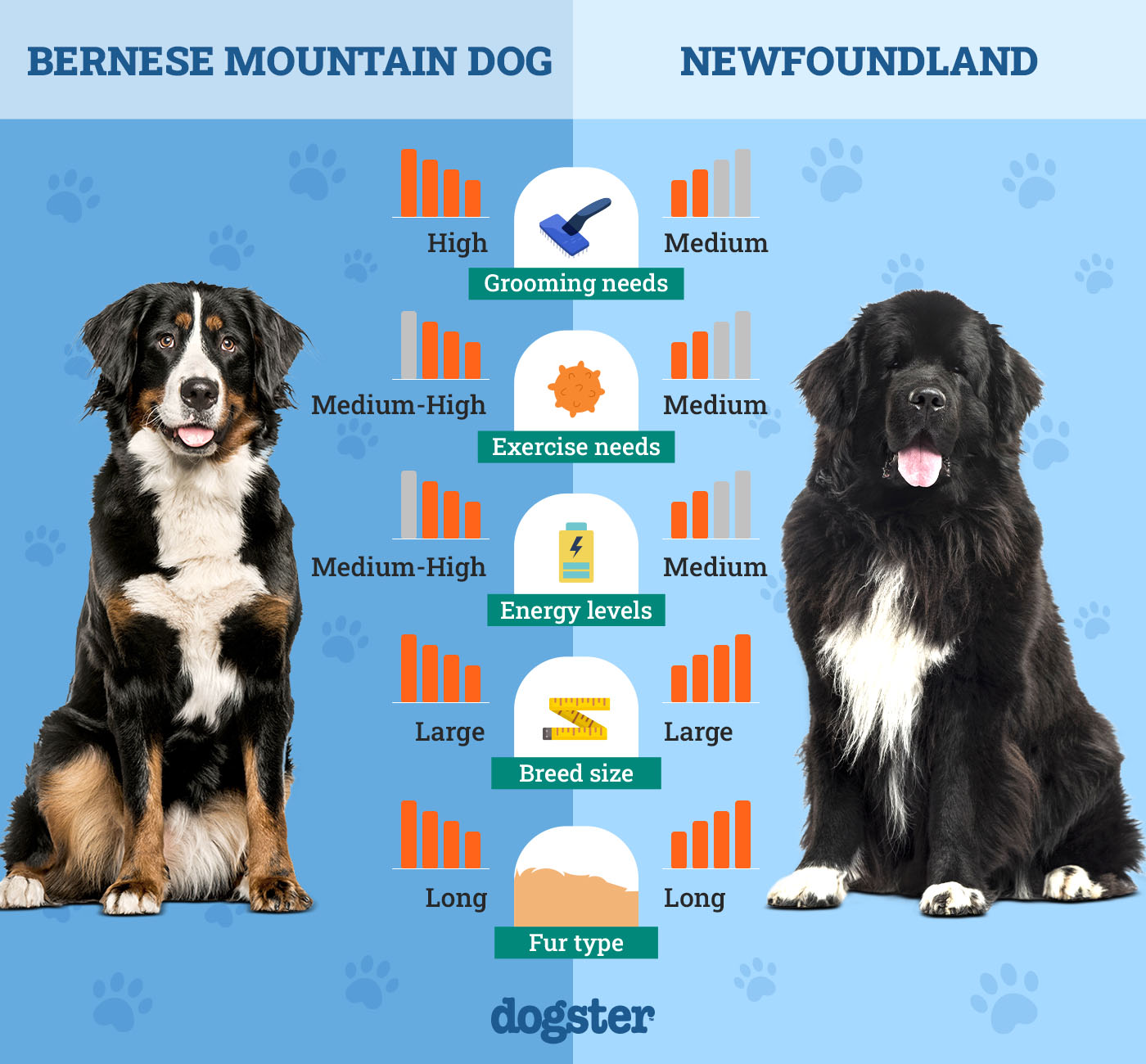 Bernese Mountain Dog vs Newfoundland - Which Should I Choose? – Dogster Bernese Mountain Dog vs Newfoundland - Which Should I Choose? – Dogster