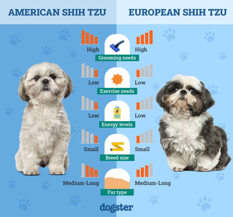 American vs European Shih Tzu: Which Should I Choose? – Dogster