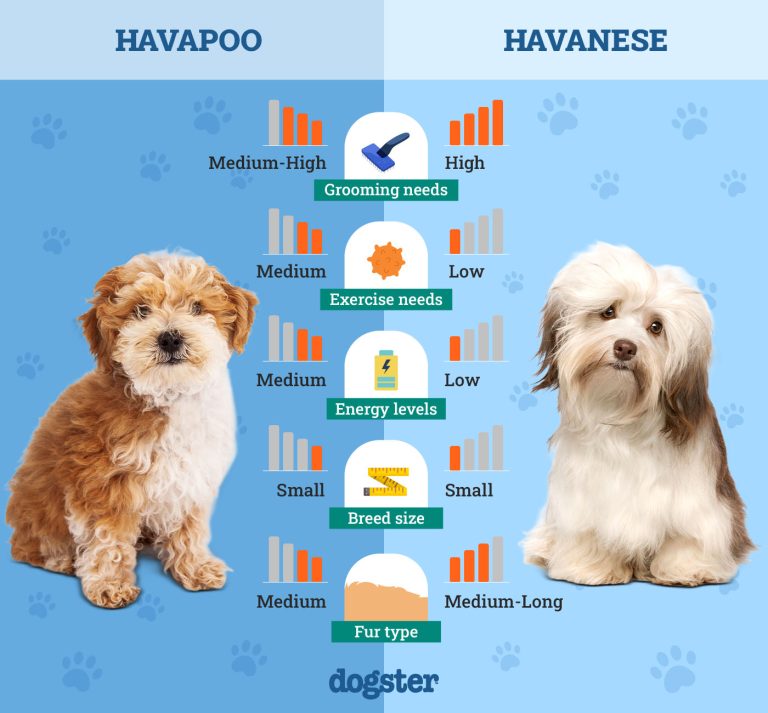 Havapoo vs Havanese: Which One Is Right for Me? (With Pictures) – Dogster