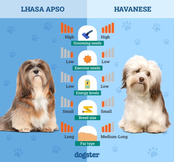 Lhasa Apso vs Havanese: Notable Differences (With Pictures) – Dogster
